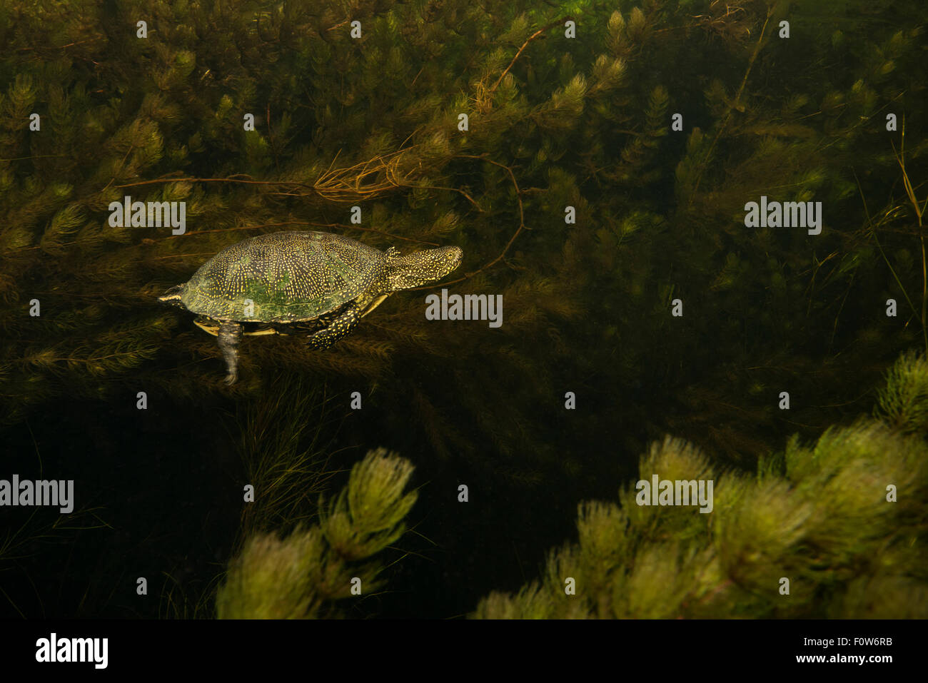 European pond turtle (Emys orbicularis) underwater, Danube Delta ...