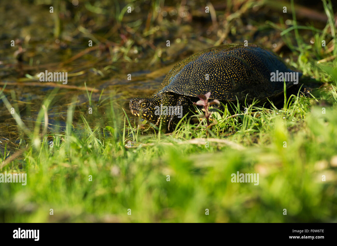 European pond turtle (Emys orbicularis) on river bank, Danube Delta ...