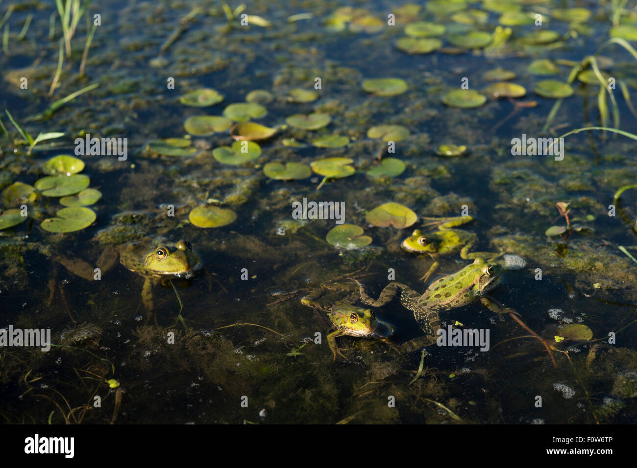 Pool frogs (Pelophylax lessonae) near Crisan village, Danube Delta ...