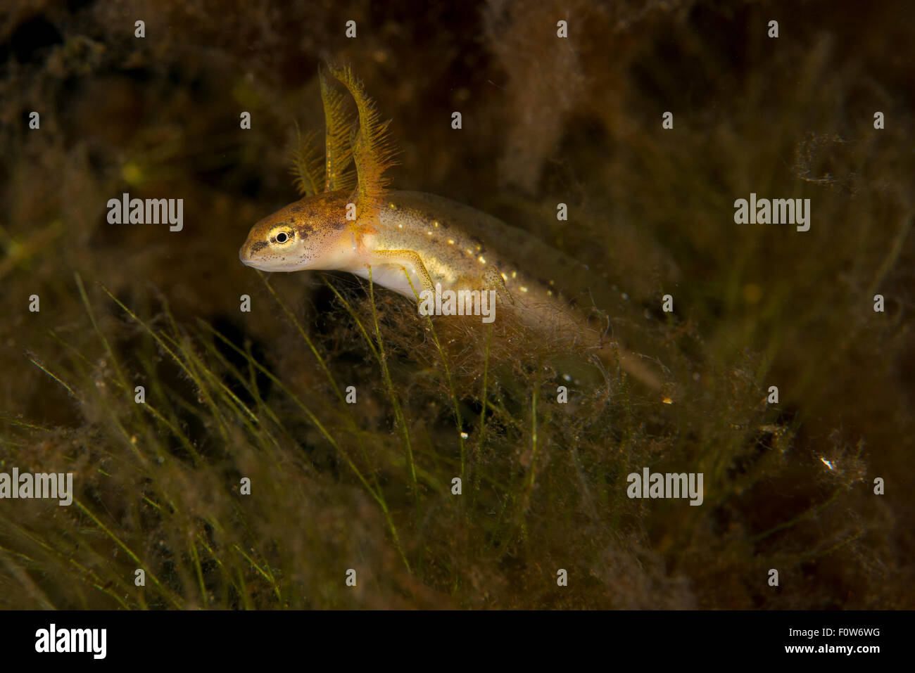 Smooth newt (Lissotriton vulgaris) larvae, Danube Delta, Romania, June ...