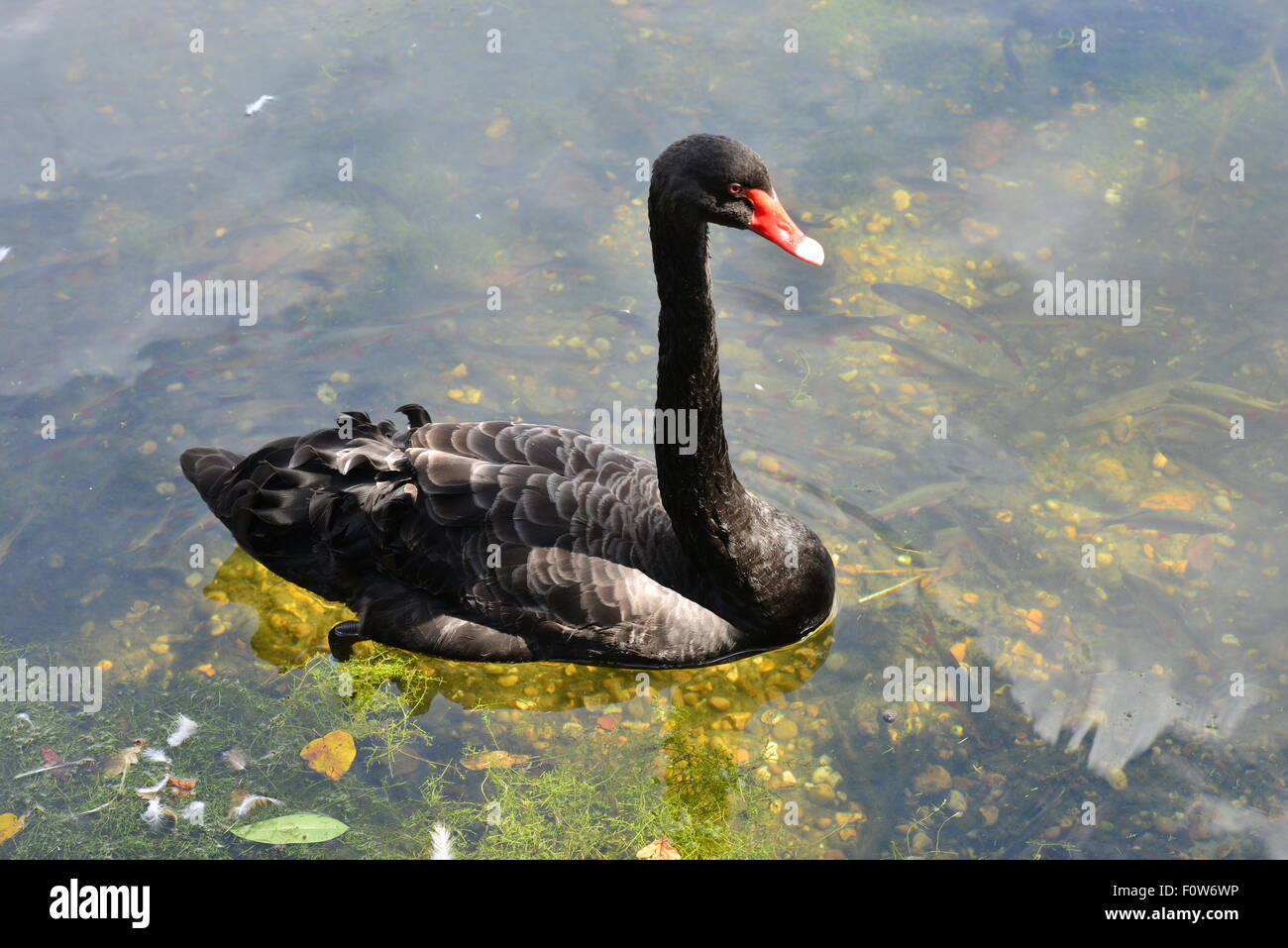 A black Australian swan on a lake in Surrey Stock Photo - Alamy