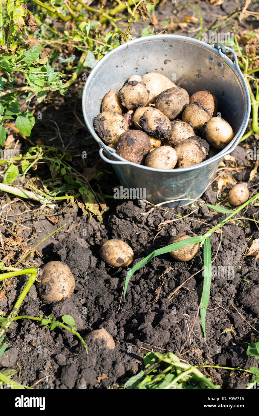A bucket of potatoes in the garden Stock Photo - Alamy