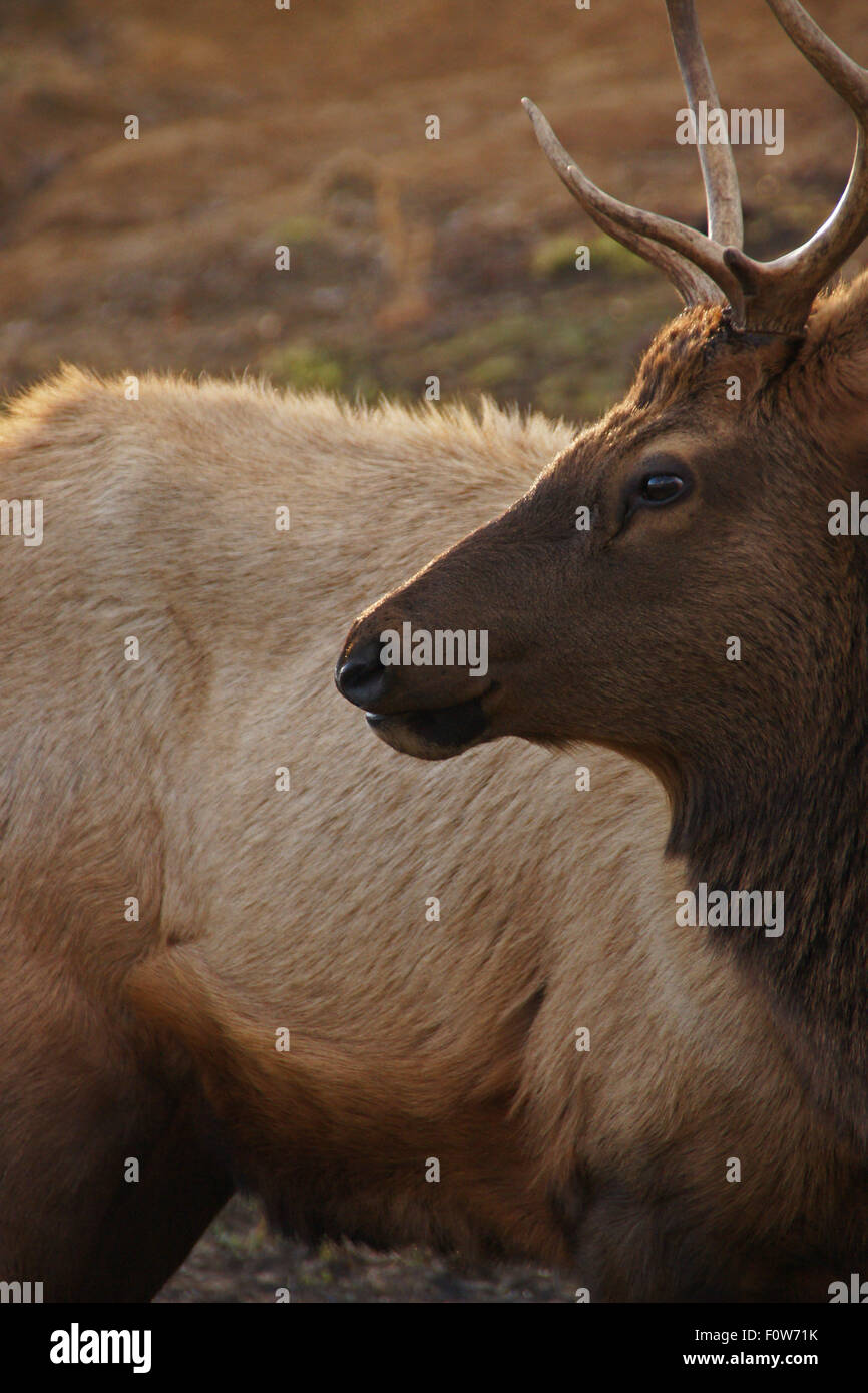 Sunset on Bull Elk. SONY DSC Stock Photo - Alamy