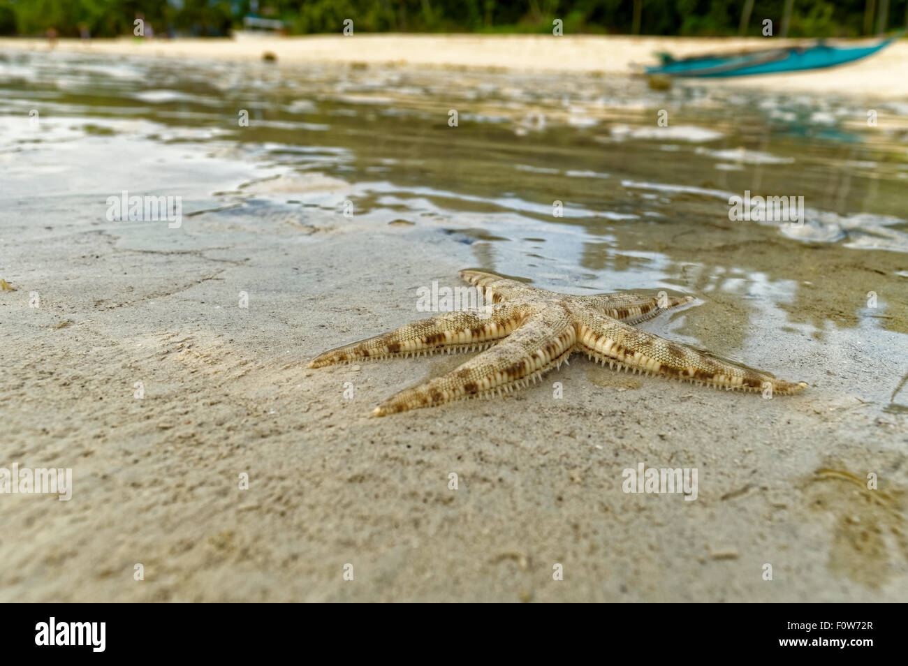A Live Small Starfish. A small starfish is crawling to the shore during ...