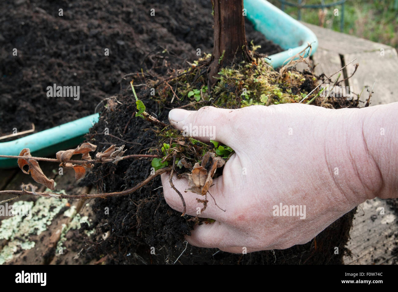 potting and care of a neglected grape vine in a container Step by step ...
