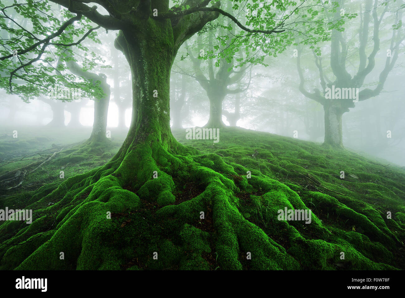 Green forest trees roots hi-res stock photography and images - Alamy