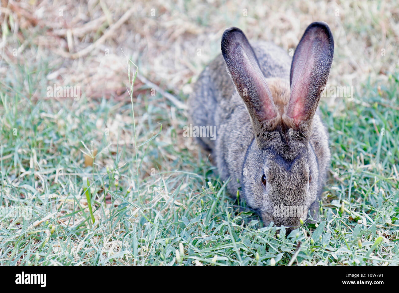 Hungry Bunny High Resolution Stock Photography and Images - Alamy