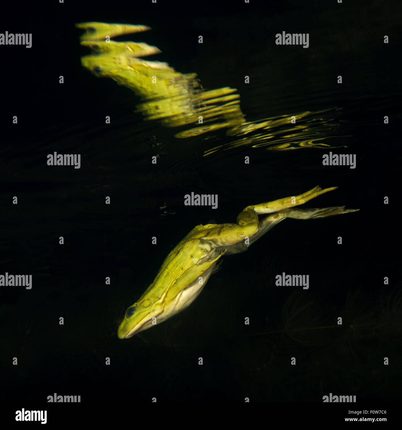 Pool frog (Pelophylax lessonae) diving and reflected in waters surface ...