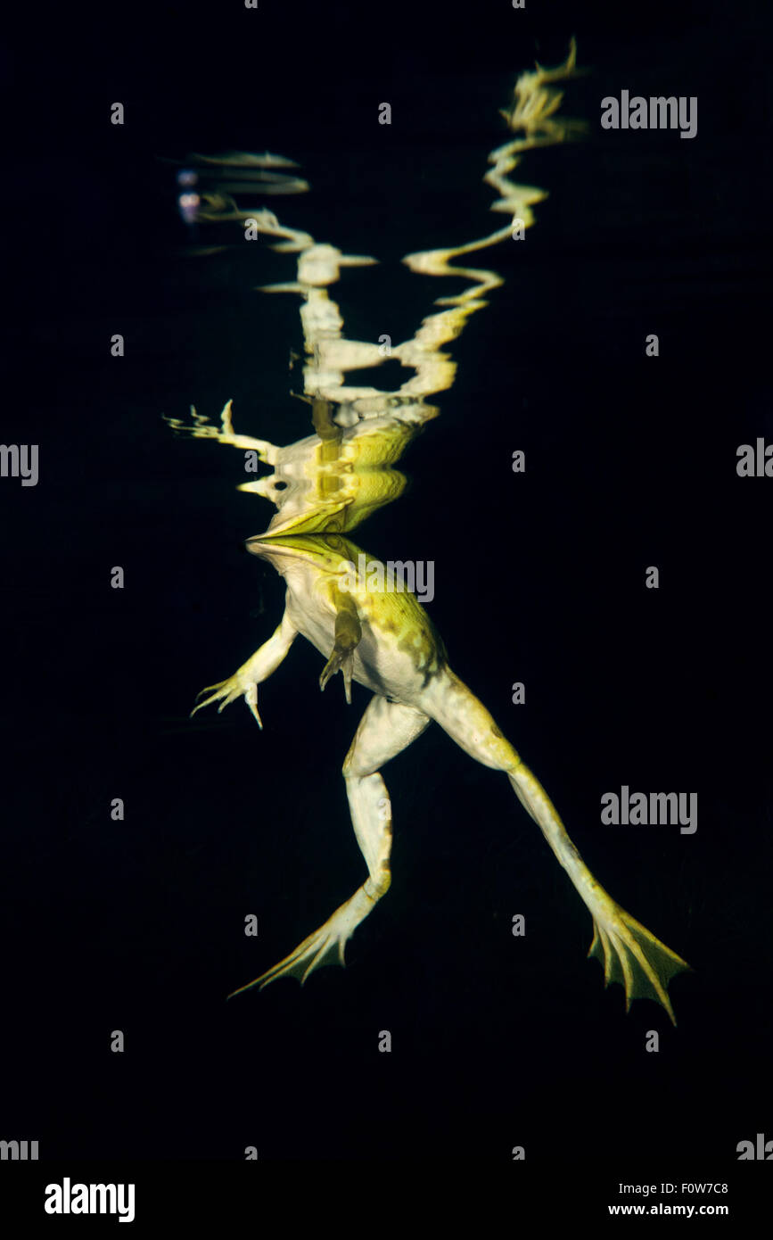 Pool frog (Pelophylax lessonae) reflected in waters surface at night ...