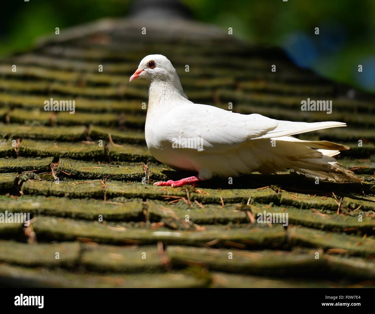 A white Dove on a roof in England Stock Photo - Alamy