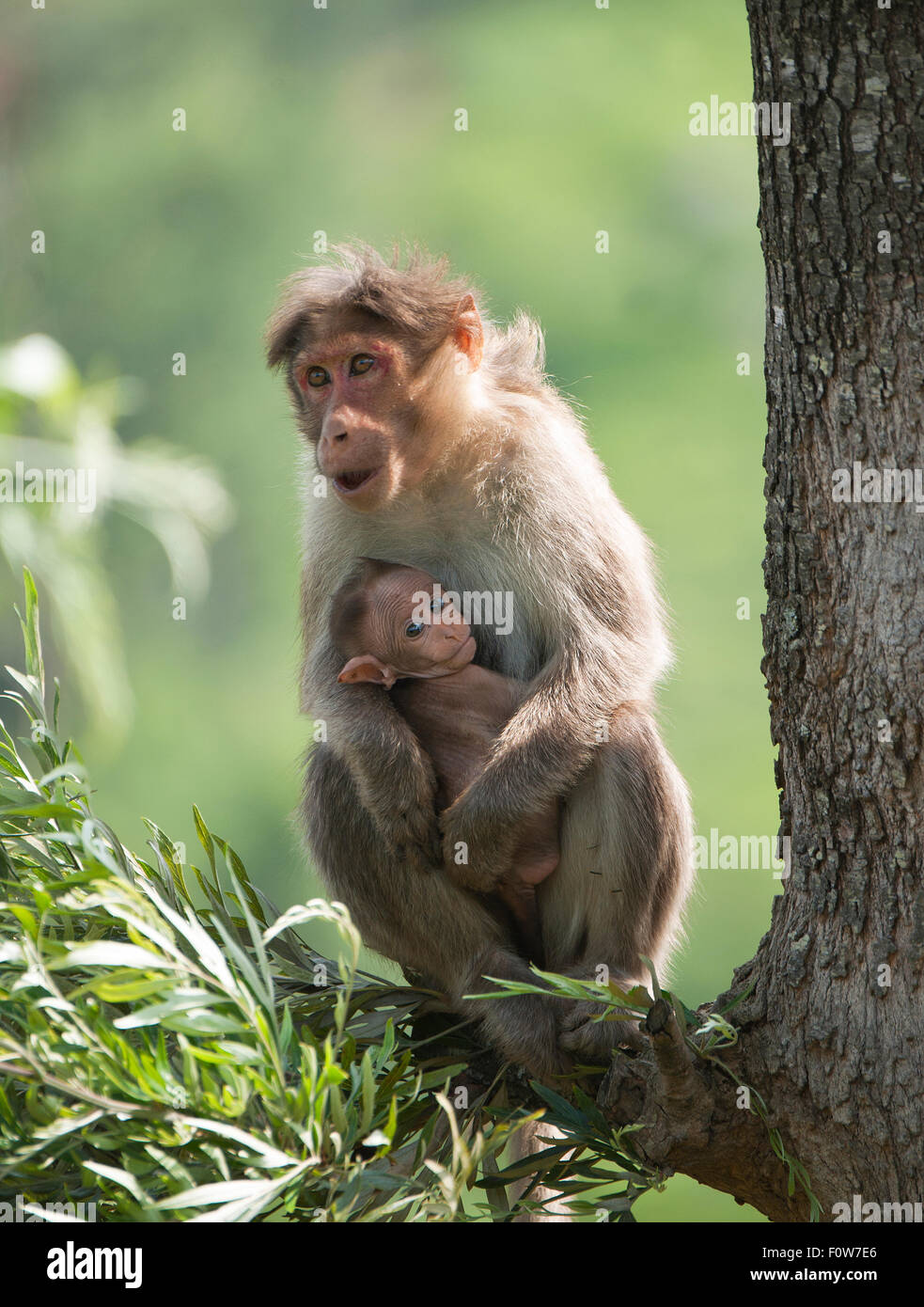 The image of Bonnet Macaque was shot in Coonoor-India Stock Photo - Alamy