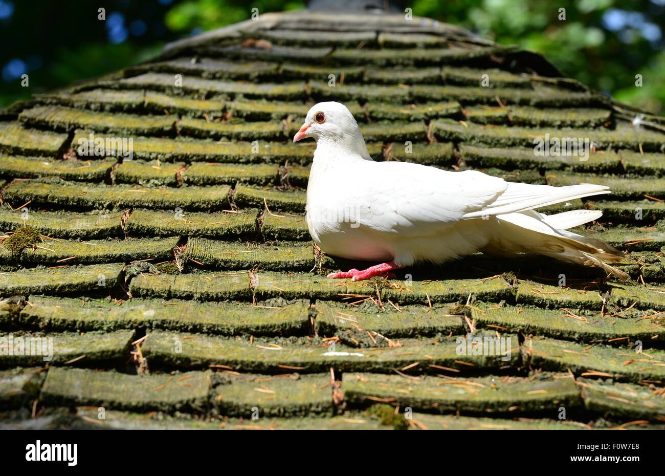 A white Dove on a roof in England Stock Photo - Alamy