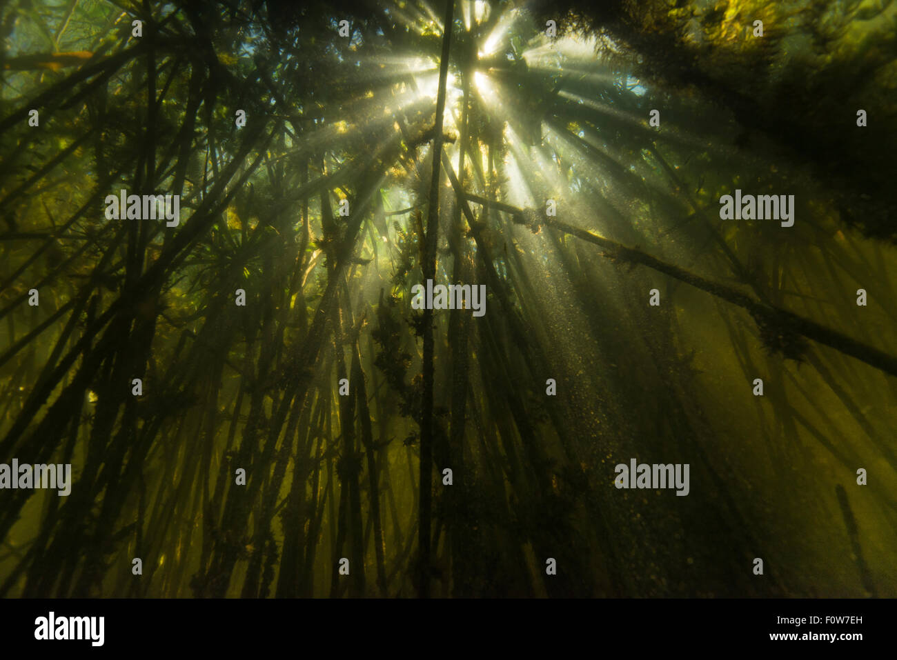Underwater view of reed bed, with rays of sunlight, in Danube Delta ...