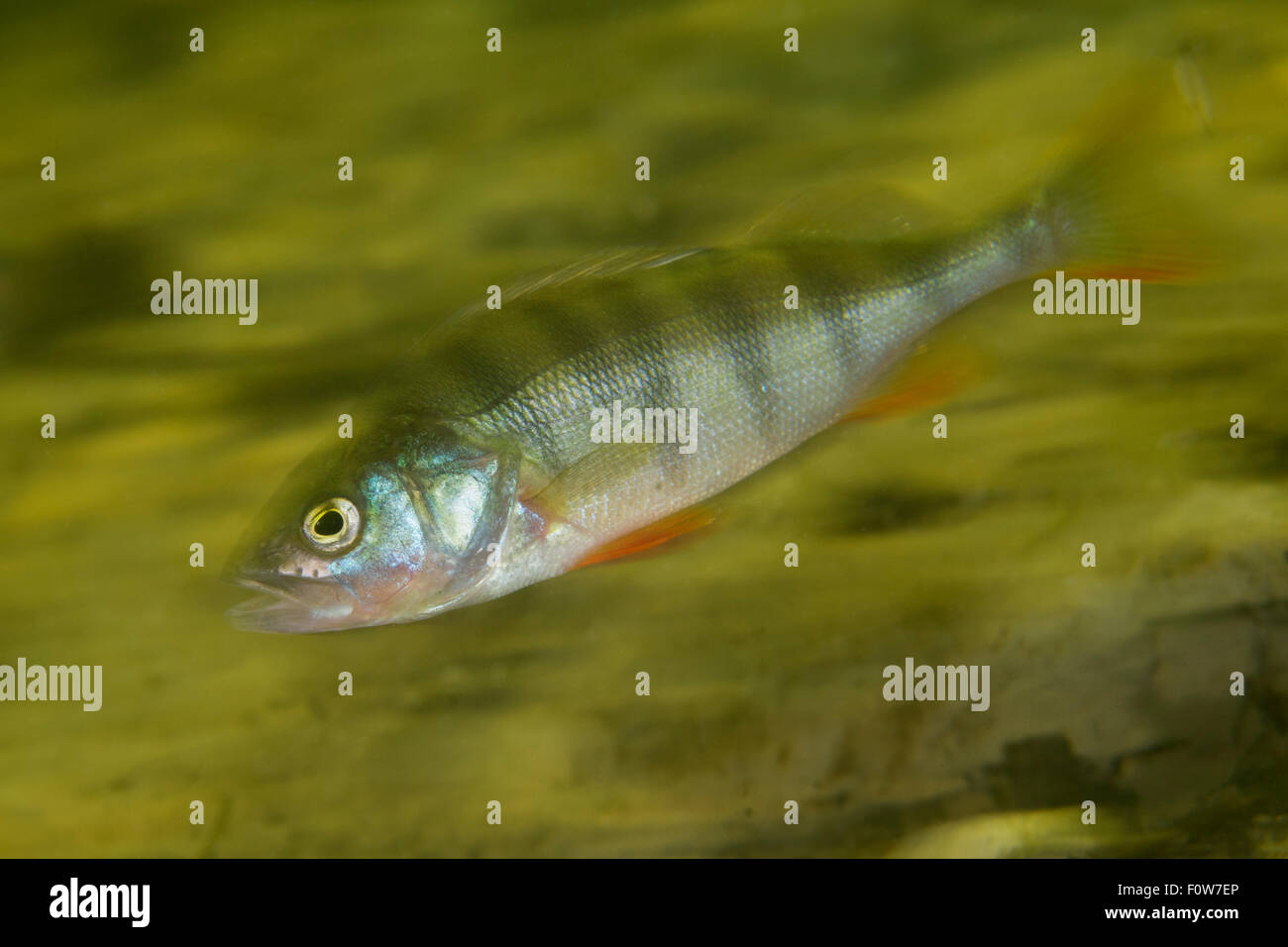 European perch (Perca fluviatilis) Danube Delta, Romania, June Stock ...
