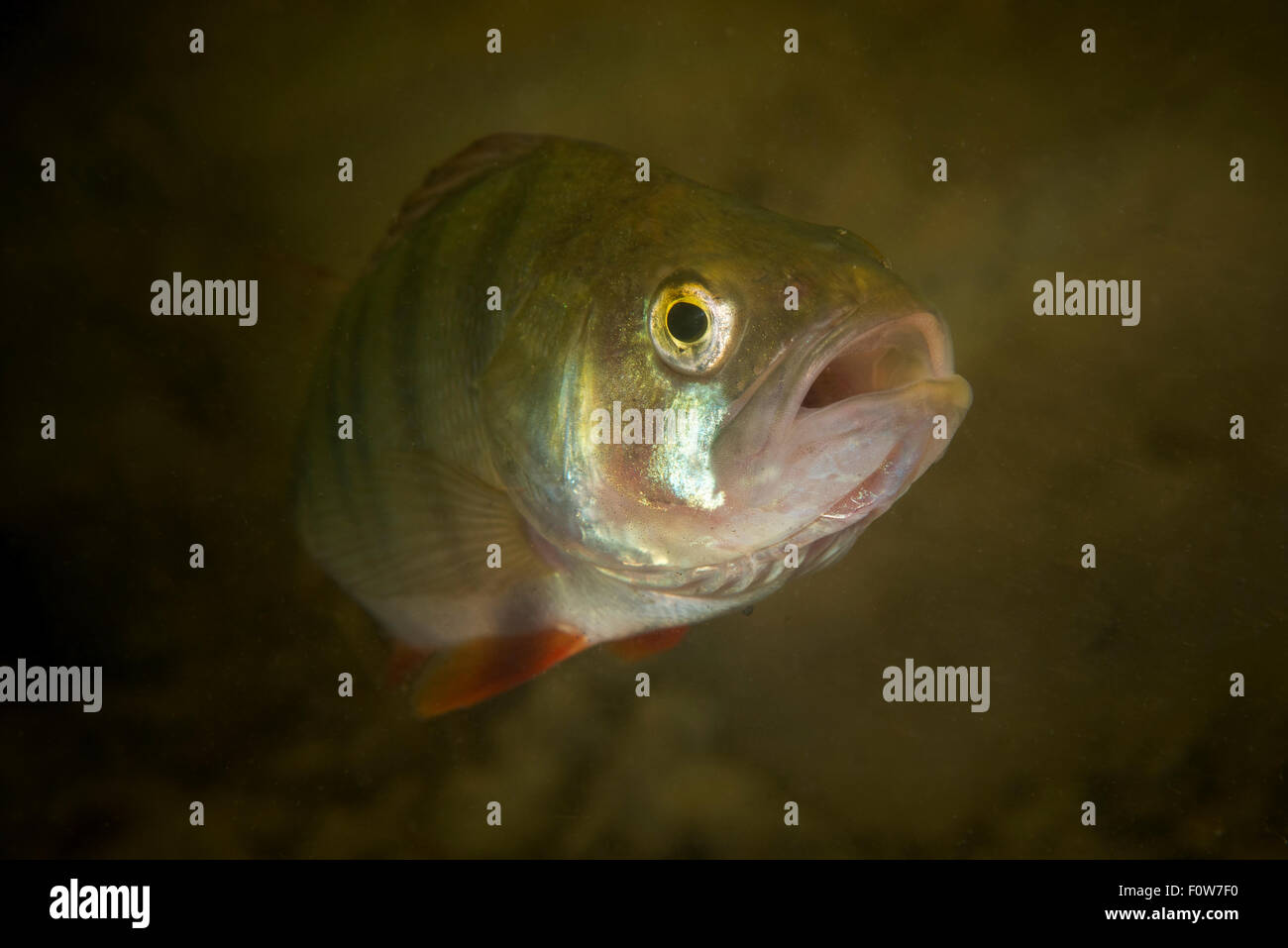 European perch fish hi-res stock photography and images - Alamy