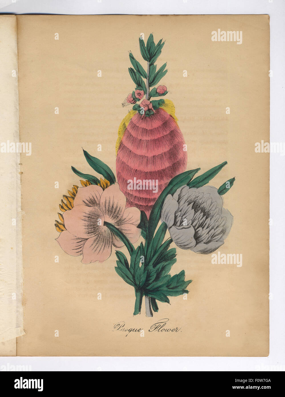 Victorian science botany hi-res stock photography and images - Alamy