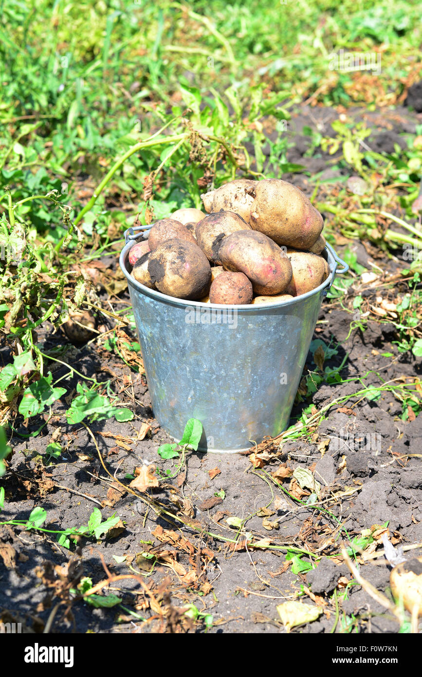 A bucket of potatoes in the garden Stock Photo - Alamy