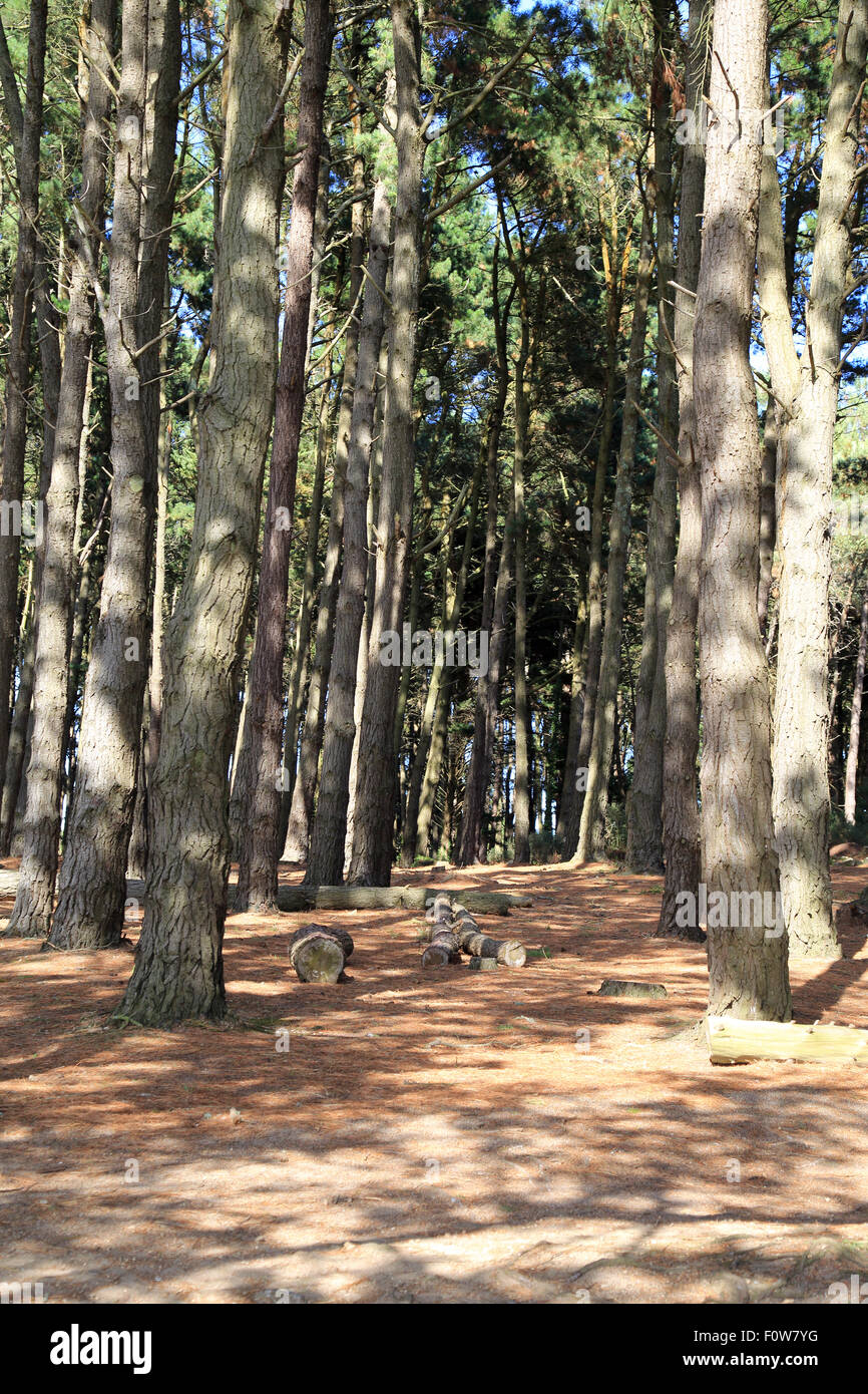 Woodland on Presqu'ile de la villeneuve, Sene, Vannes, Morbihan ...