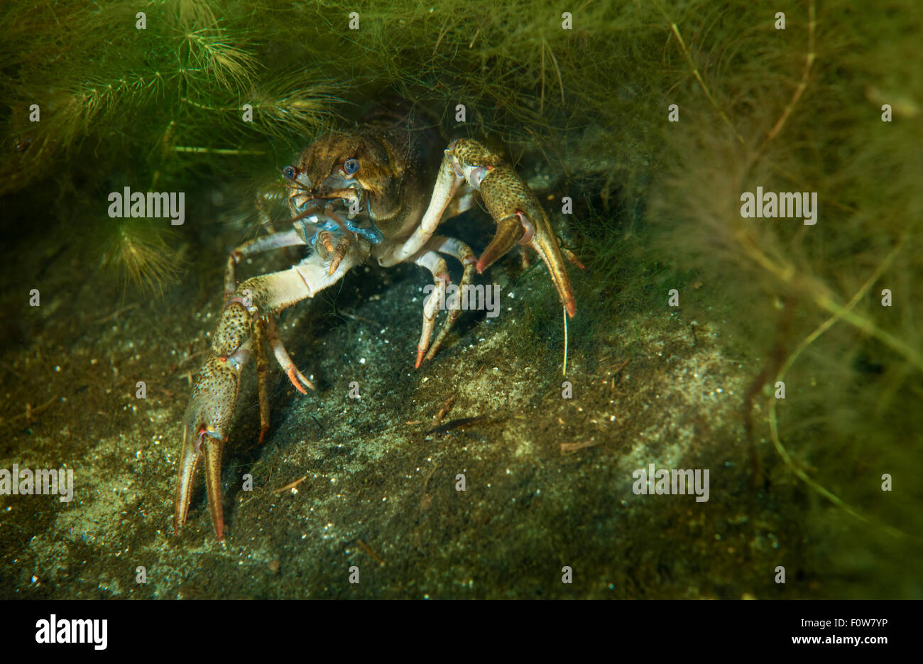 Galician crayfish (Astacus leptodactylus) hiding in the weed, Danube ...