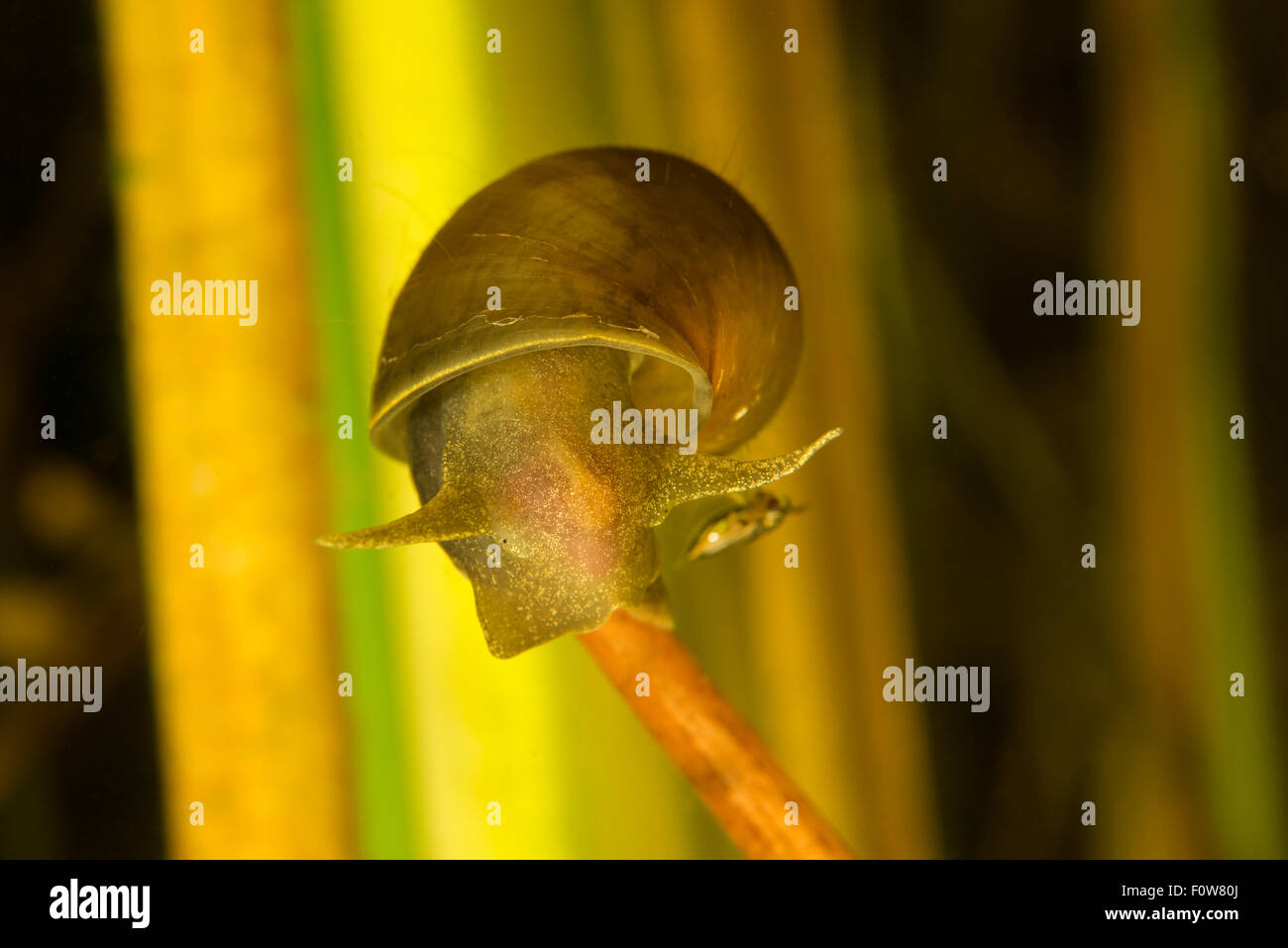 Pond snail hi-res stock photography and images - Alamy