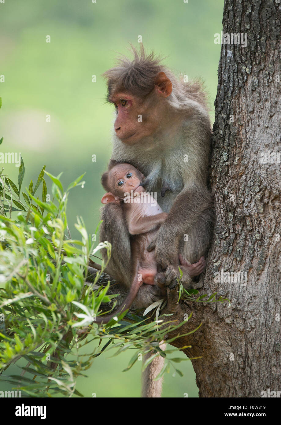 The image of Bonnet Macaque was shot in Coonoor-India Stock Photo - Alamy