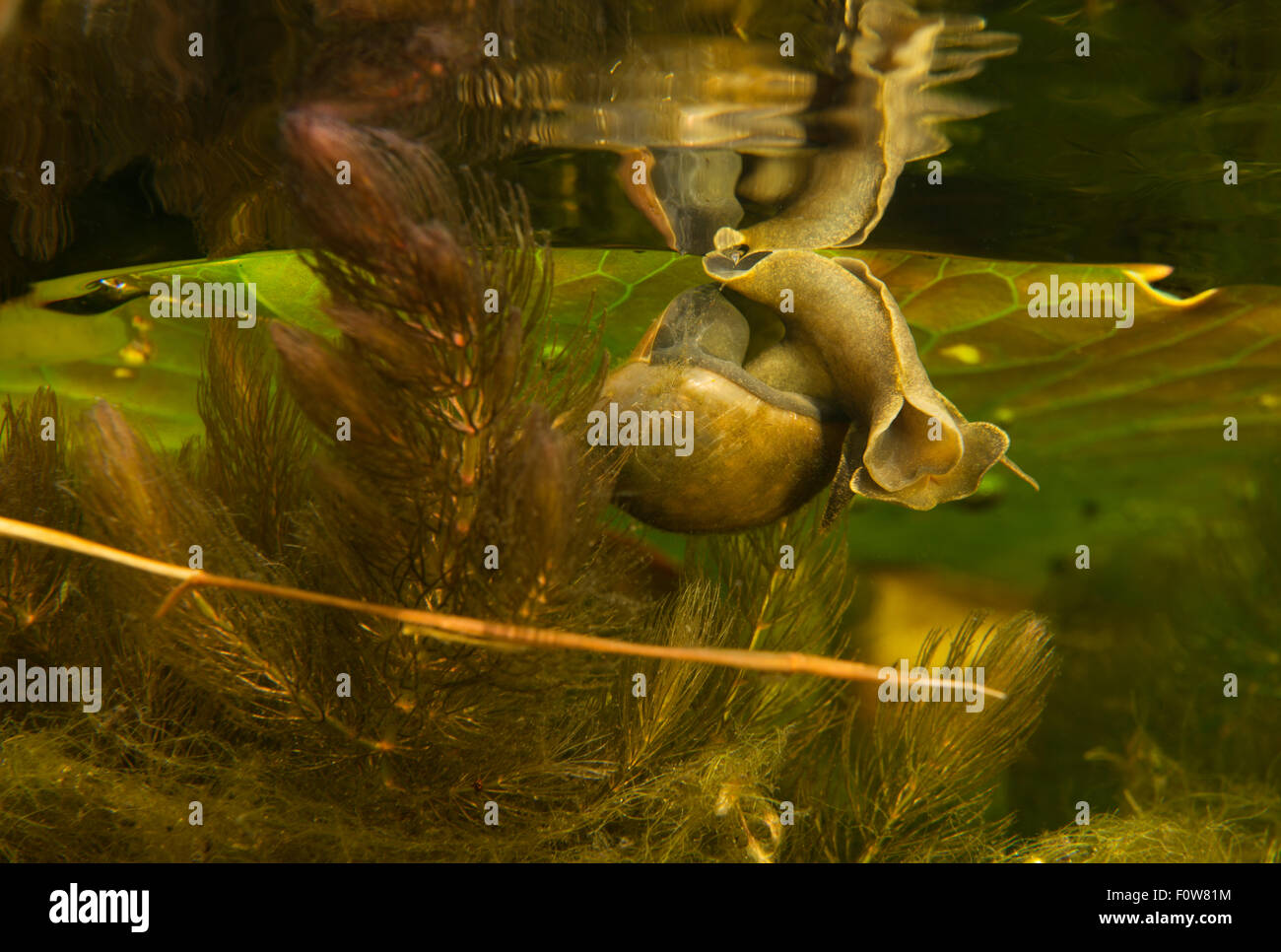 Great pond snail (Lymnaea stagnalis) Danube Delta, Romania, June Stock ...