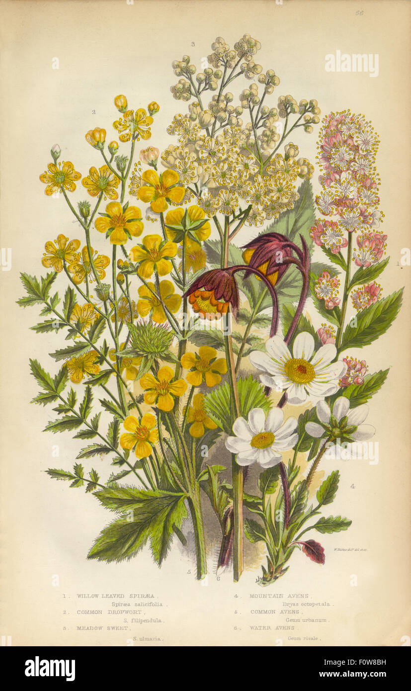 Antique Hand-colored English victorian Botanical Illustration, Circa ...