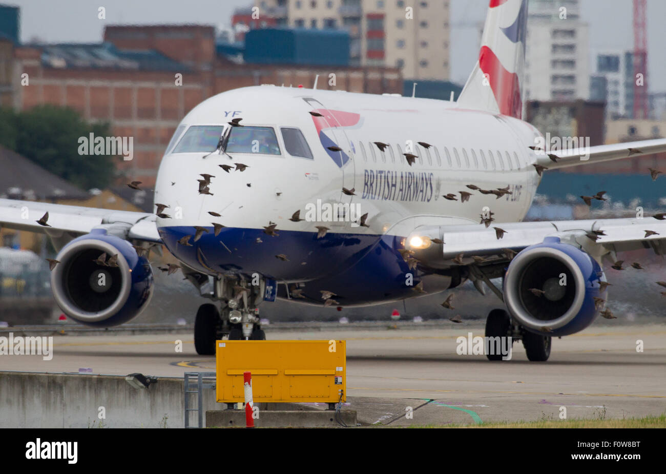A flock of birds crosses the path of British Airways BA CityFlyer ...