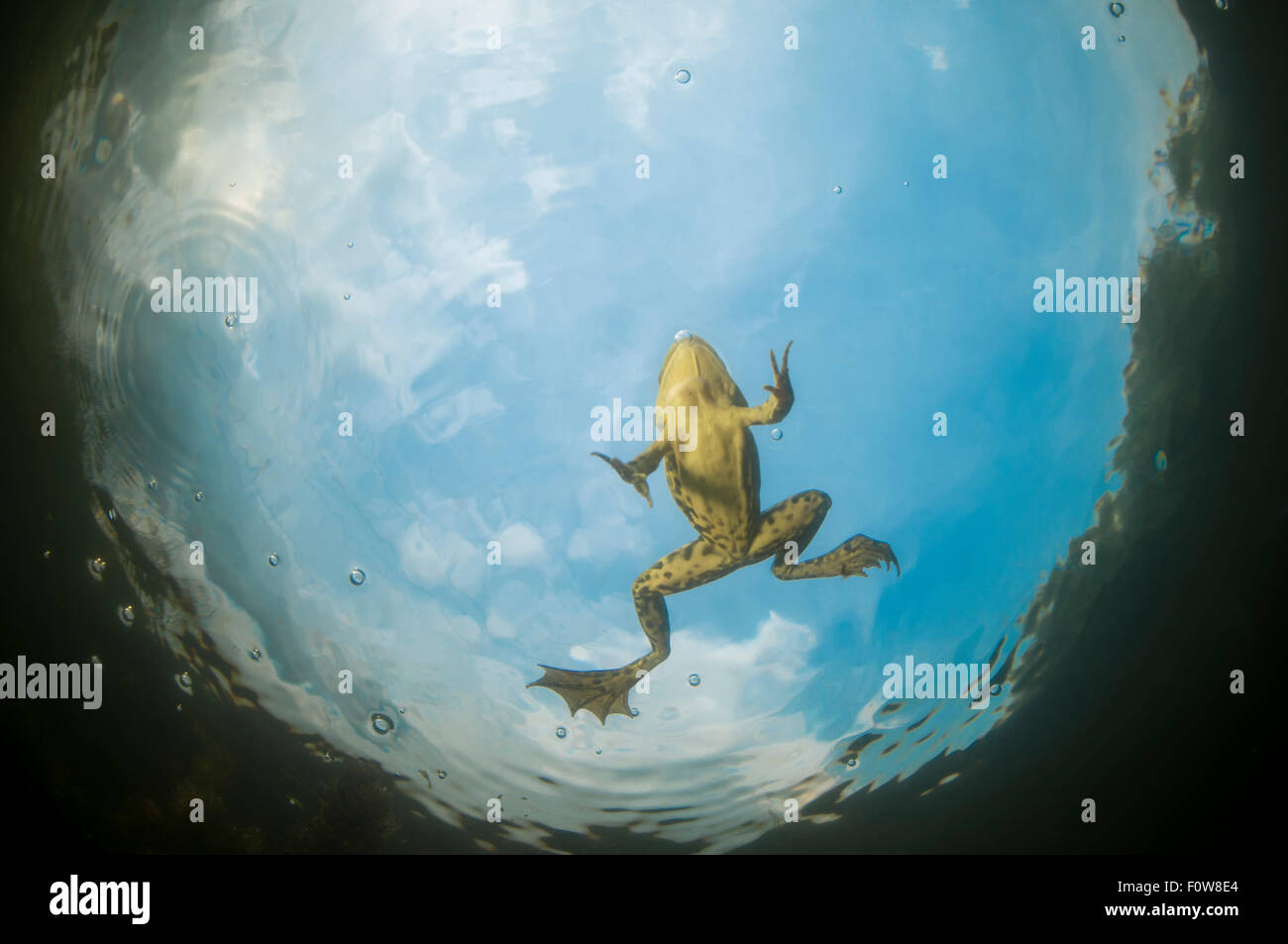 Pool Frog (Pelophylax lessonae) viewed from below while swimming ...