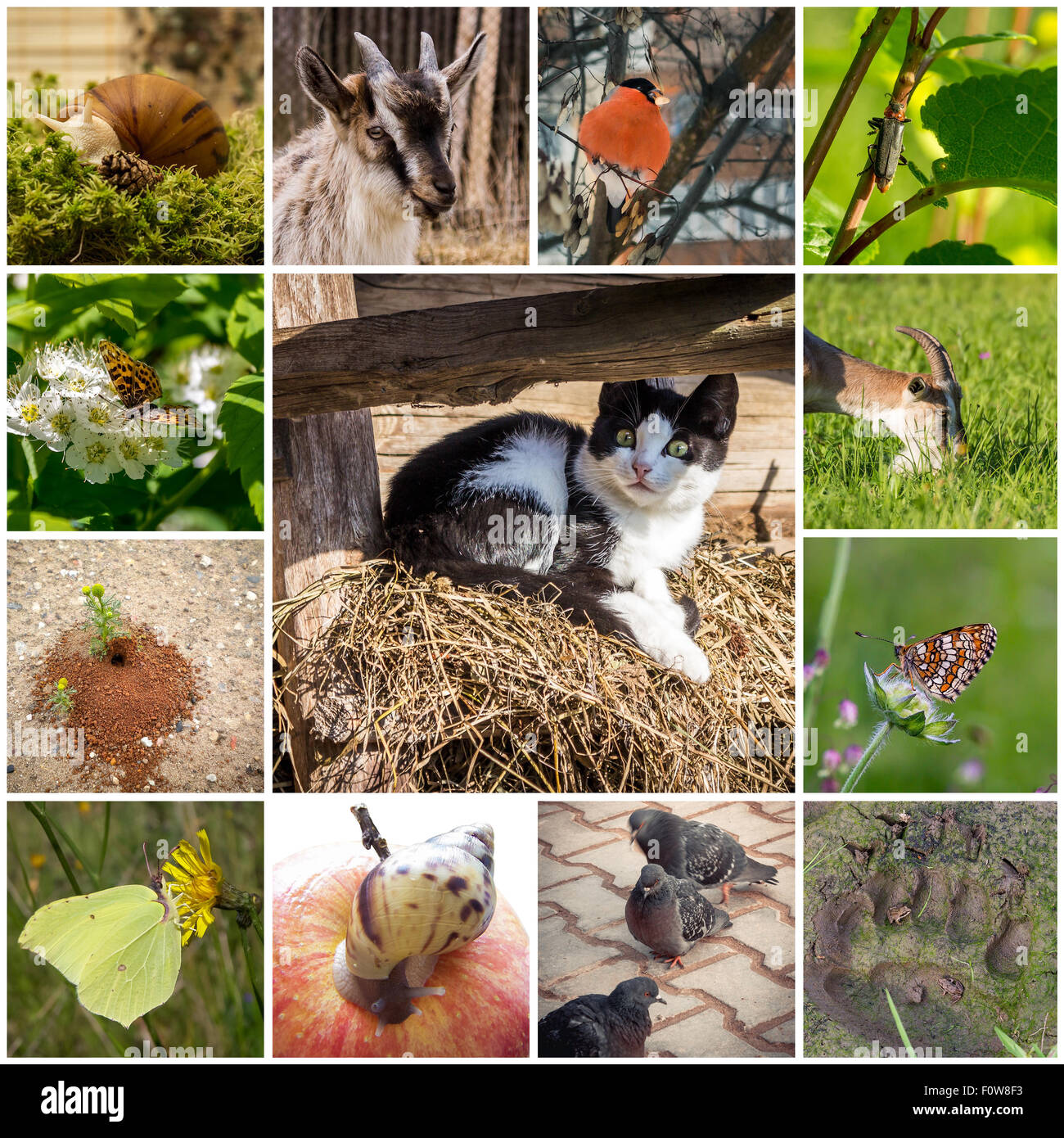 Animals collage hi-res stock photography and images - Alamy