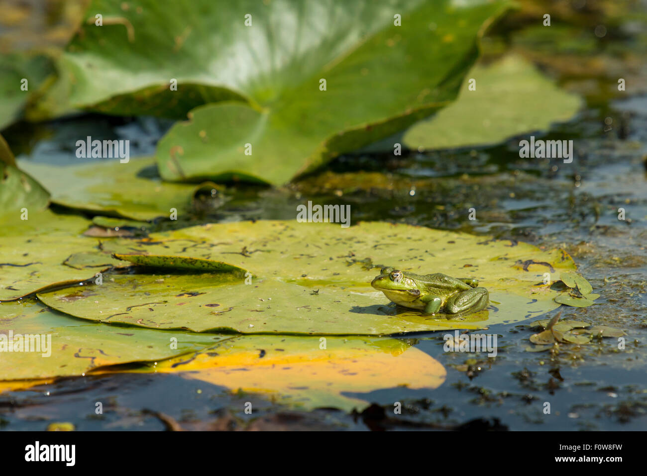 Pelophylax lessonae family ranidae hi-res stock photography and images ...