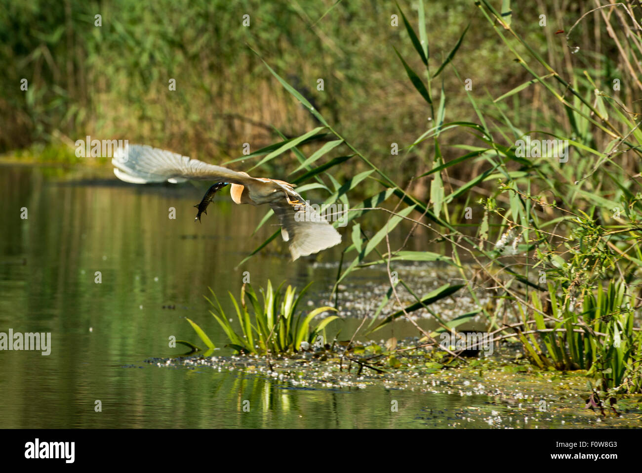 Squacco Heron (Ardeola ralloides) flying with pike prey, Danube Delta ...