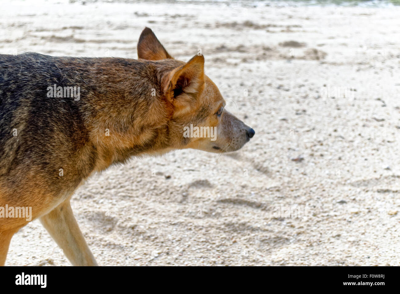 A Dog Walks On the Seashore. My dog walks with me as I look for shells ...