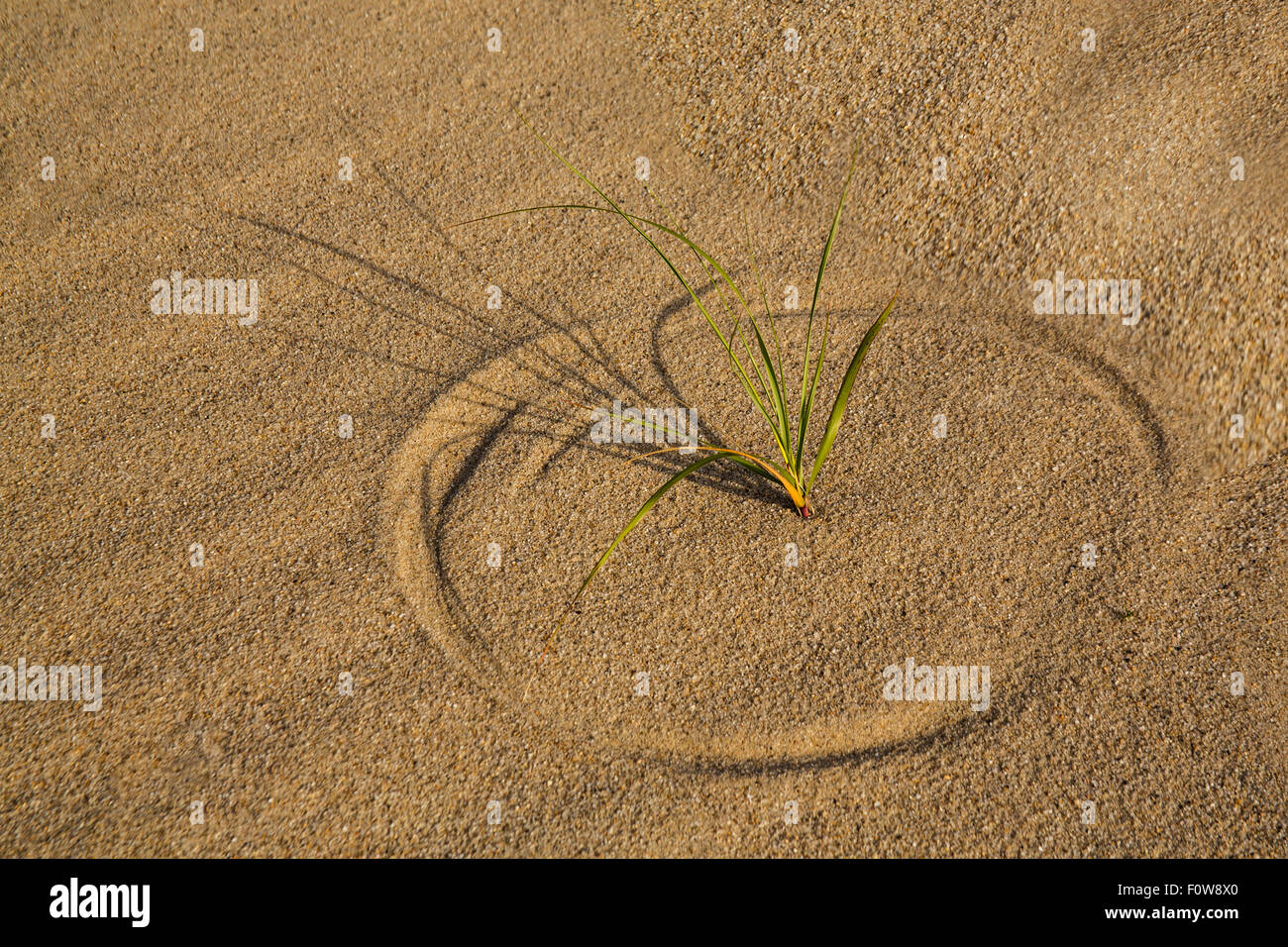 Circular pattern in nature hi-res stock photography and images - Alamy