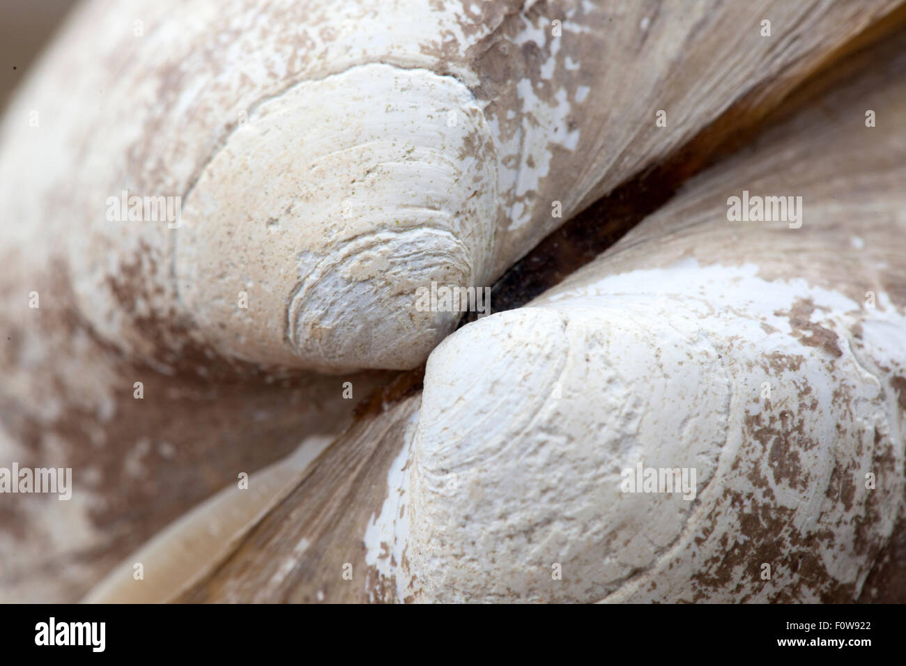 Clam shell hi-res stock photography and images - Alamy
