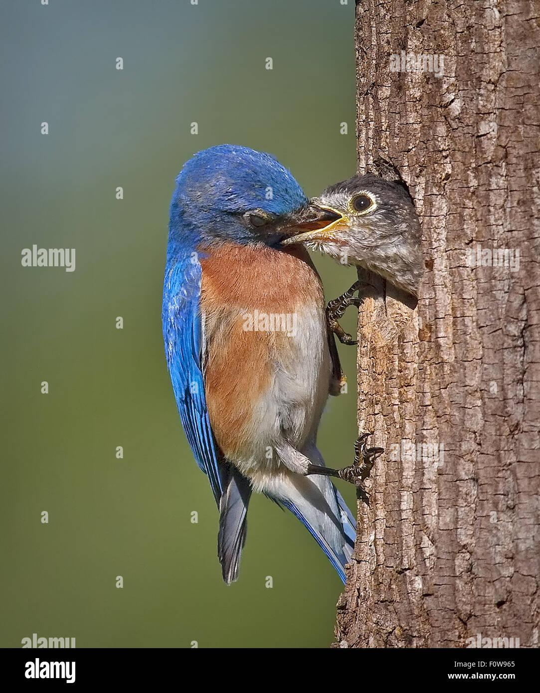 Bluebird feeding chick hi-res stock photography and images - Alamy
