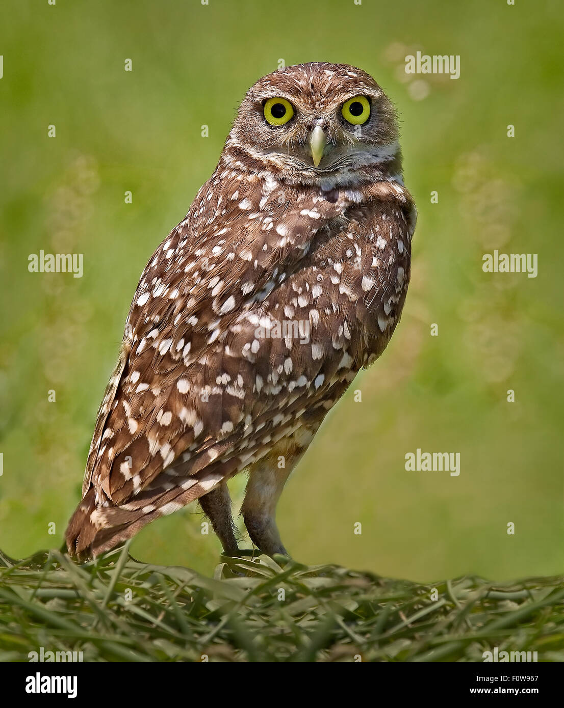 Burrowing Owl looking straight on with a soft green background Stock ...