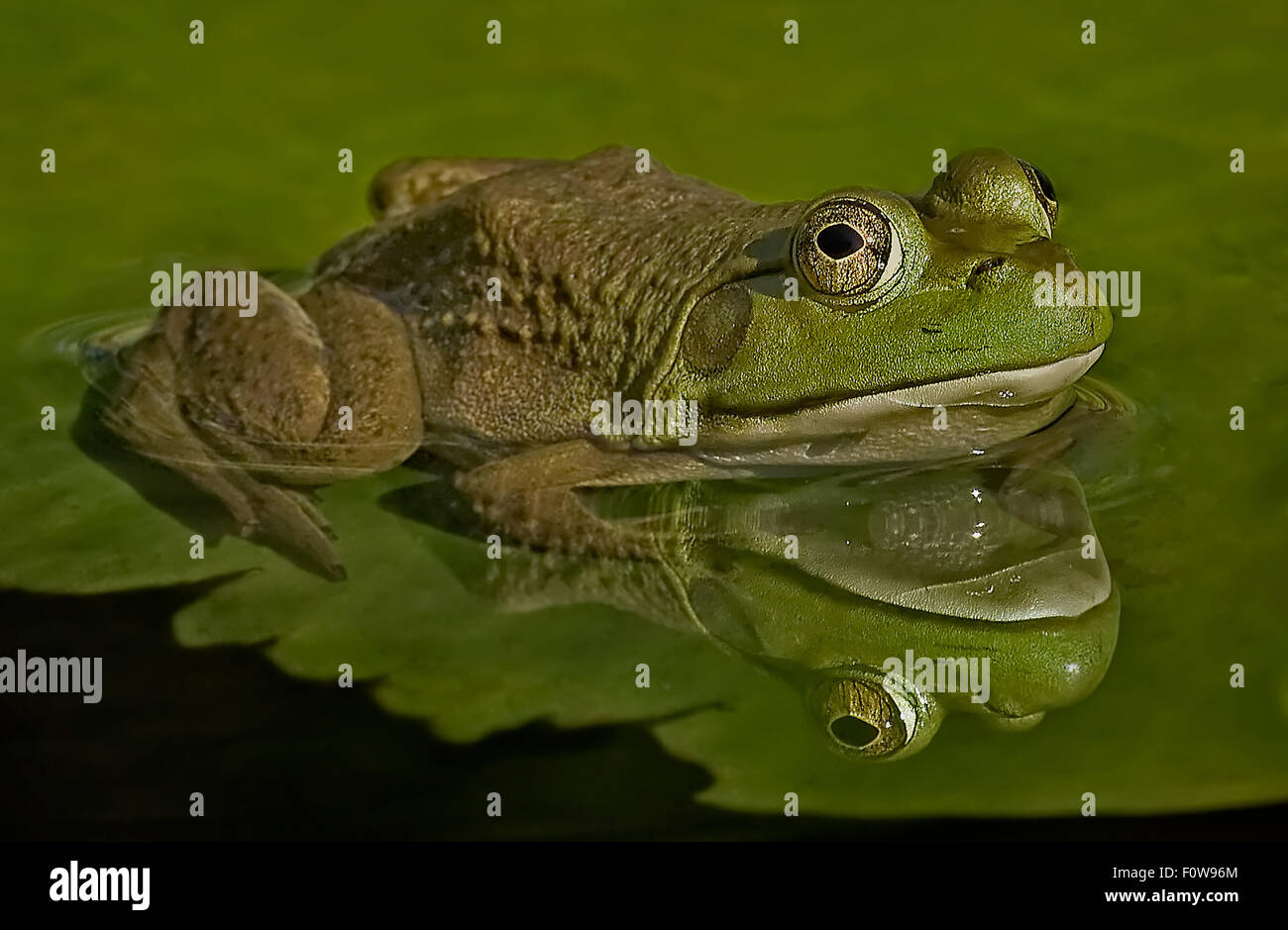 Bull Frogs On Lily Pads