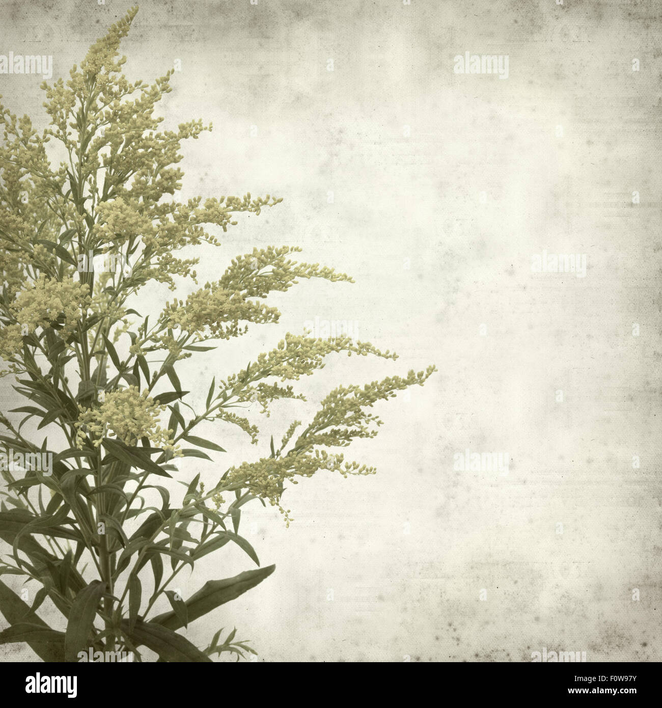 textured old paper background with Solidago, goldenrod plant Stock ...