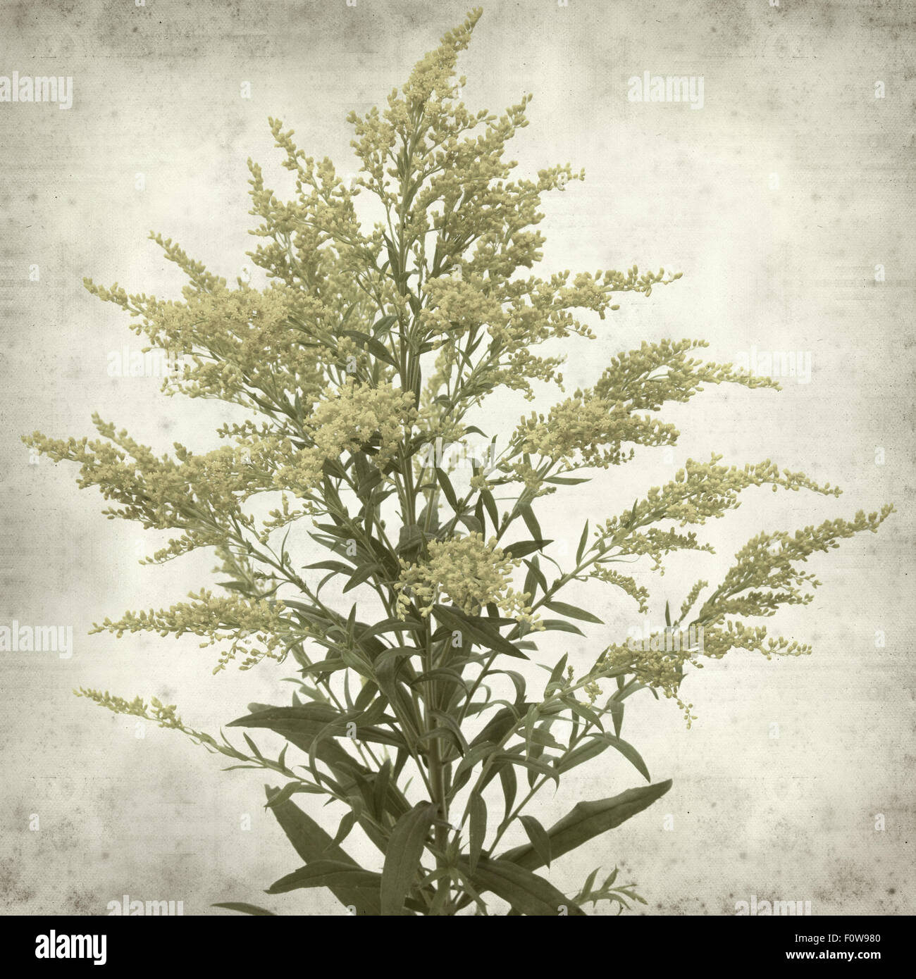 textured old paper background with Solidago, goldenrod plant Stock ...