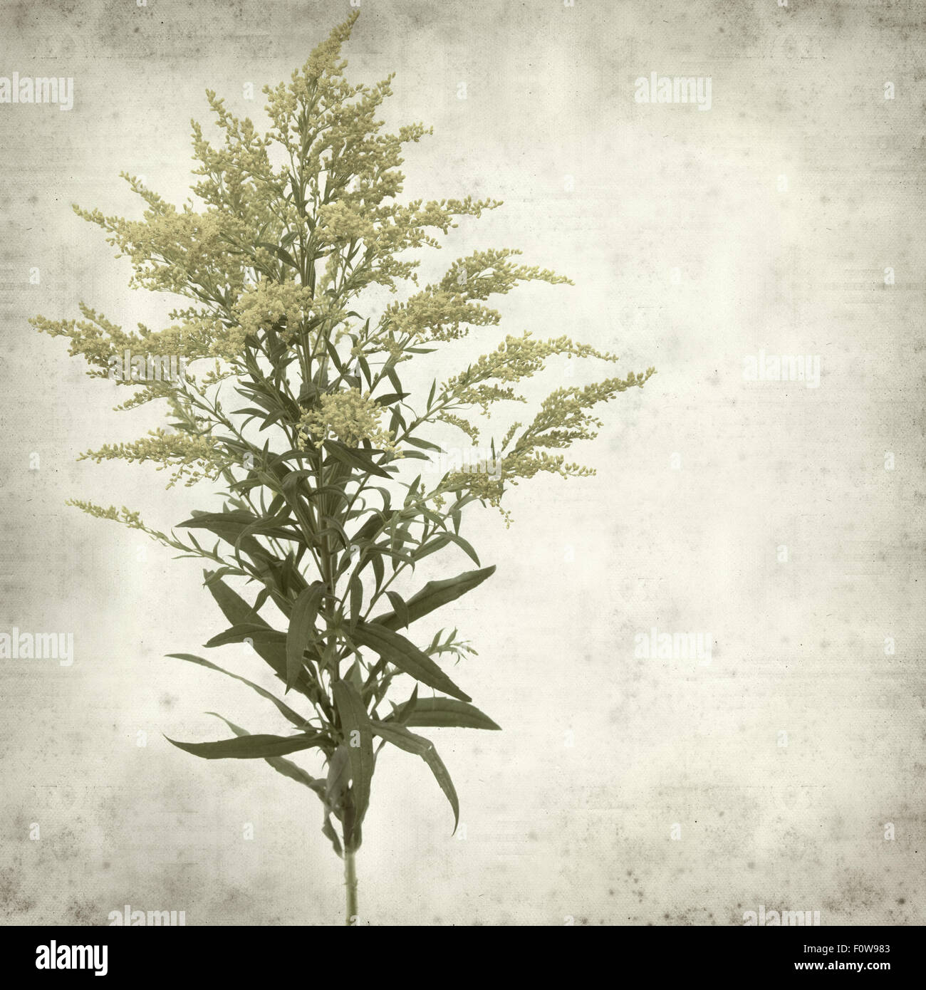 textured old paper background with Solidago, goldenrod plant Stock ...