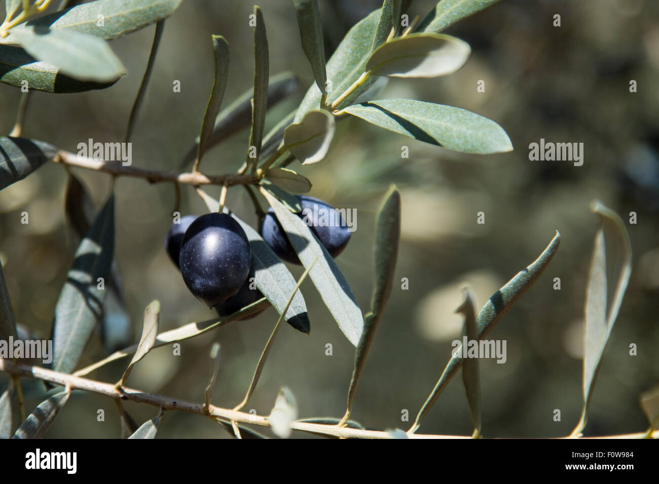 Black Ripe Olive on tree branch Stock Photo - Alamy