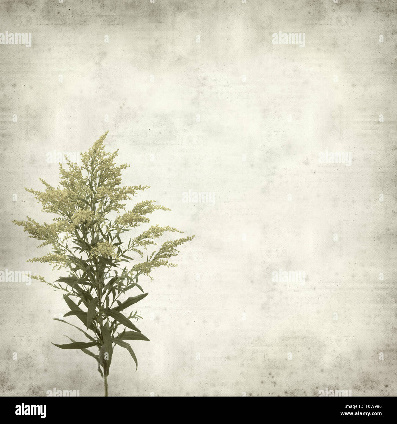 textured old paper background with Solidago, goldenrod plant Stock ...