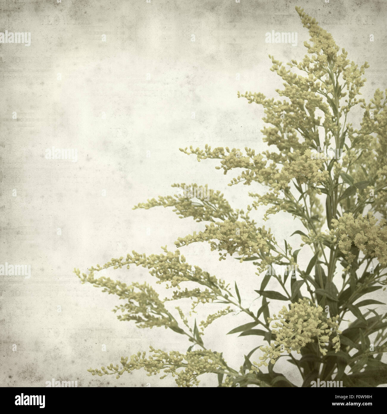 textured old paper background with Solidago, goldenrod plant Stock ...