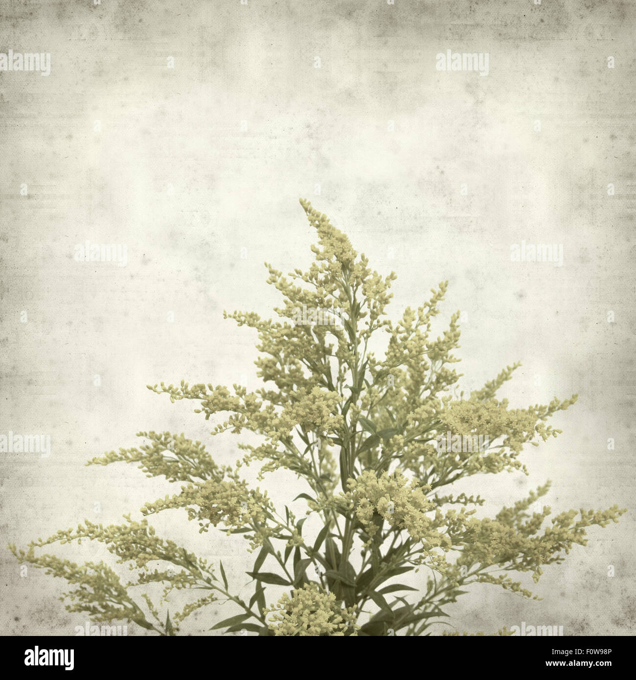 textured old paper background with Solidago, goldenrod plant Stock ...