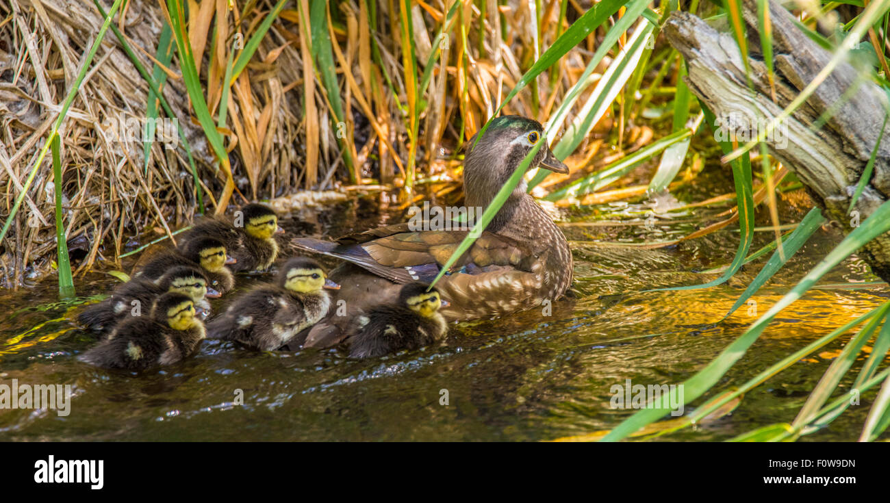 Mother duck and chicks hi-res stock photography and images - Alamy