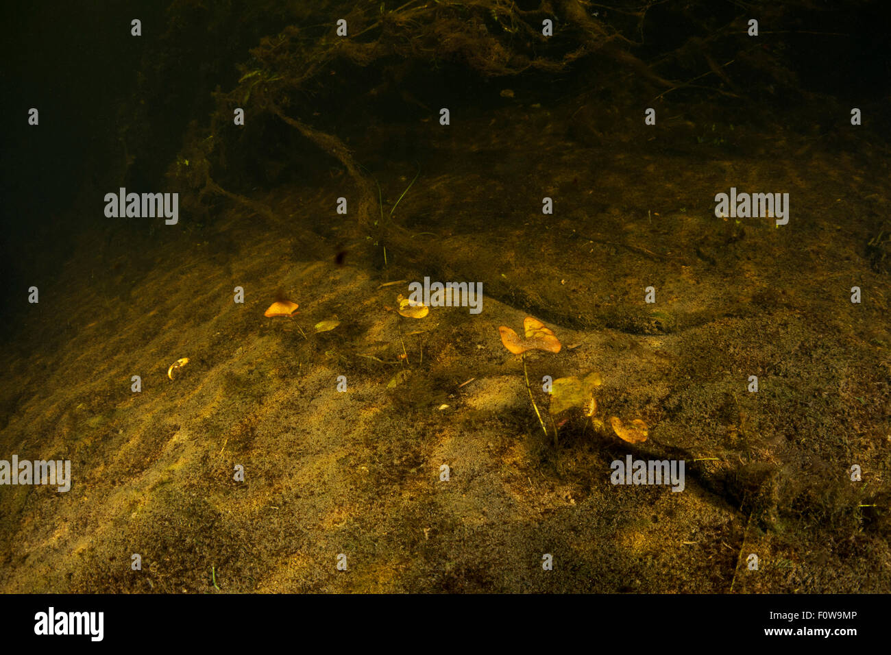 Aquatic plants growing from riverbed of a slow flowing tributary ...