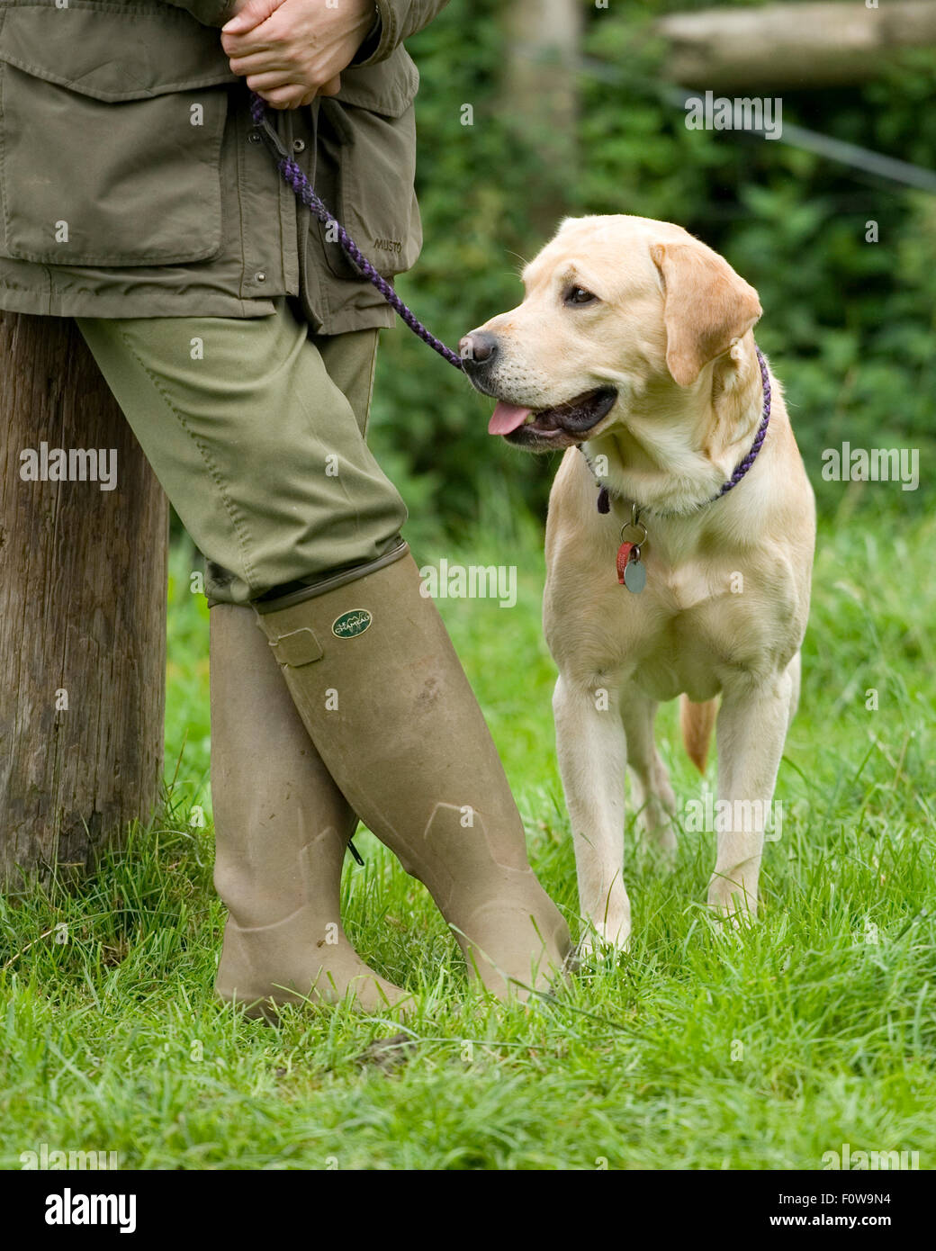yellow Labrador retriever Stock Photo - Alamy