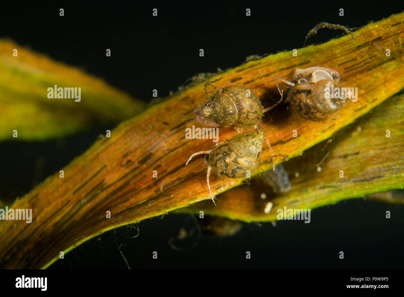 Minute snails on a narrow freshwater plant leaf, Danube Delta, Romania ...