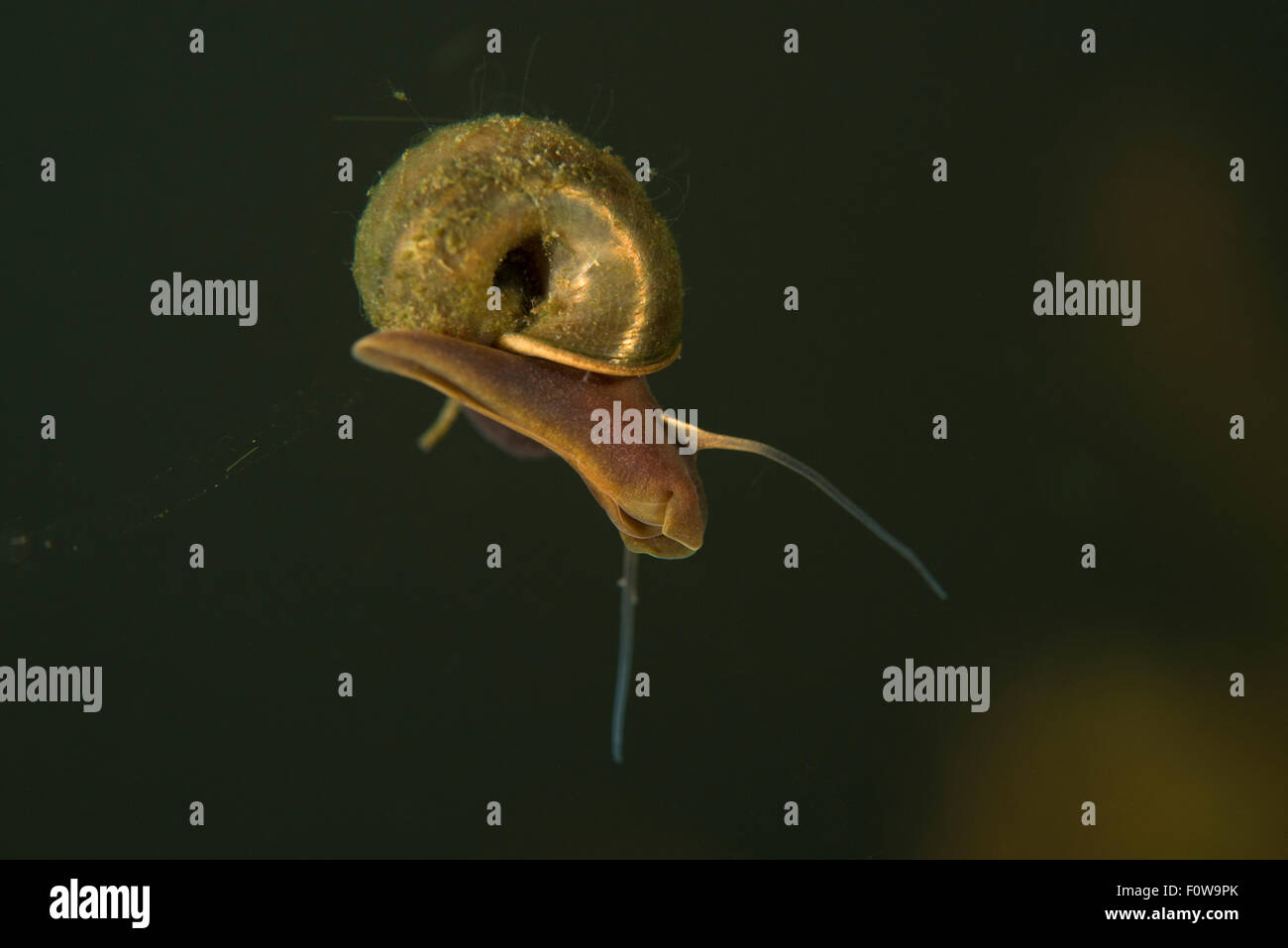 Freshwater snail hi-res stock photography and images - Alamy